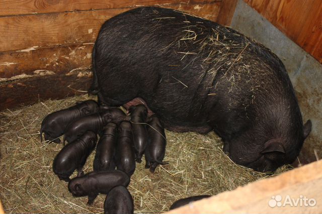 Вьетнамские поросята