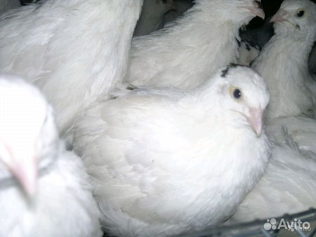 Перепелята цыплята в наличии