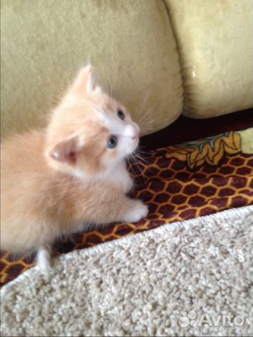 Рыжие солнечные лучики ищут дом