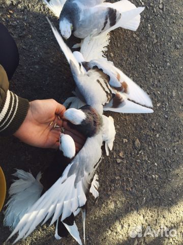 Кавказские белоголовые бойные голуби