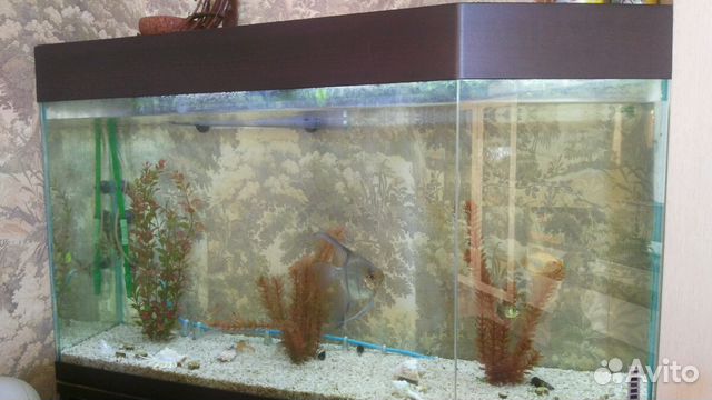 Аквариум на тумбе с рыбами и оборудованием