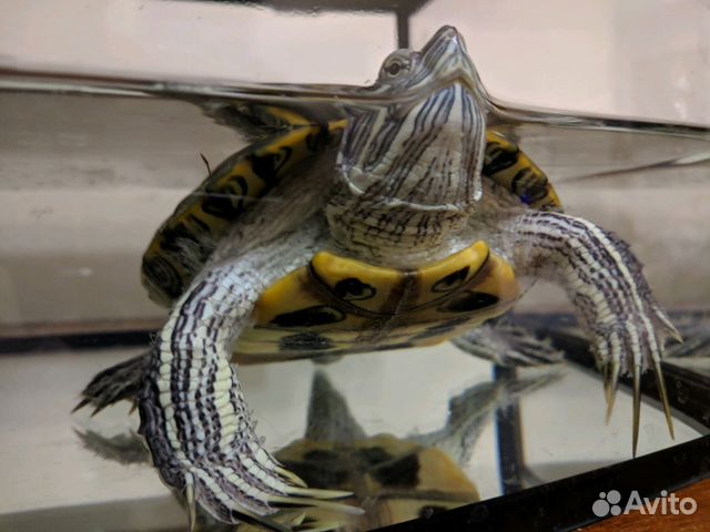 Черепаха в аквариуме