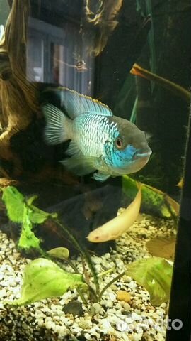 Рыбки Нанакара