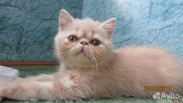 Девочка - экзотической породы, экстремального типа