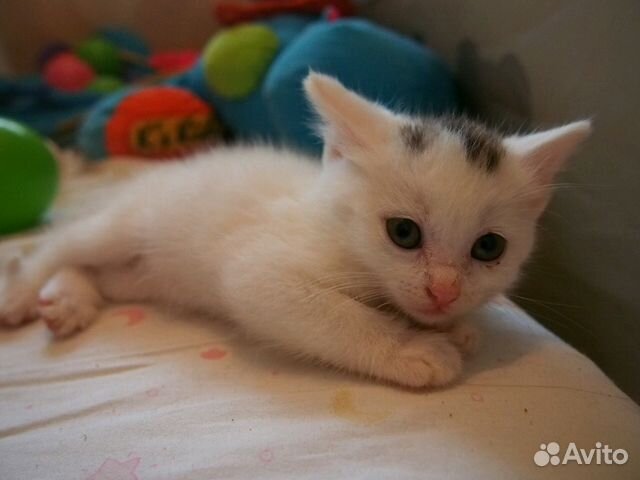 Котенок Белочка