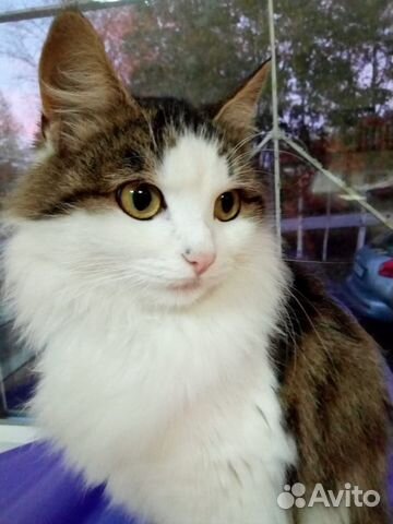 Кошечка в добрые руки