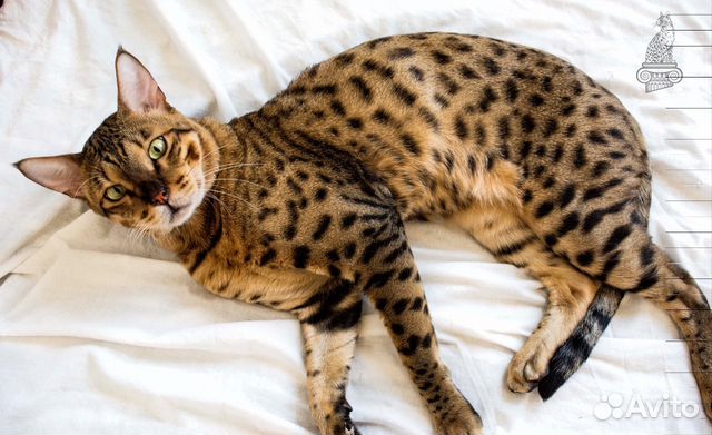 Продается кот экзотической породы Саванна
