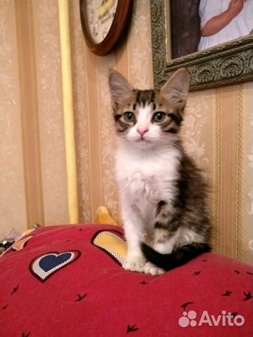 Котенок Люк в добрые руки