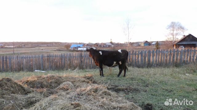 Нетель 50 джерсейская