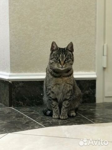 Грациозная кошечка Маруська