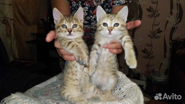 Игривые котятки