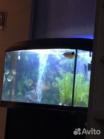 Аквариум Aquael 120л. Фильтр JBL+ тумба + все что