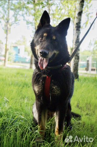 Джульетта в добрые руки