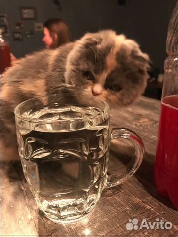 Пропала кошка