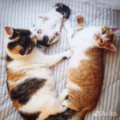 Красивый котенок бесплатно