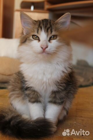 Котик в частный дом