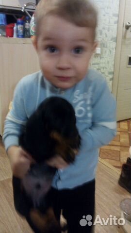 Щенки таксы