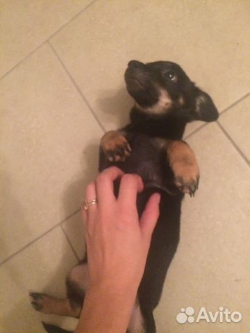 Щенок помесь тоя и пинчера