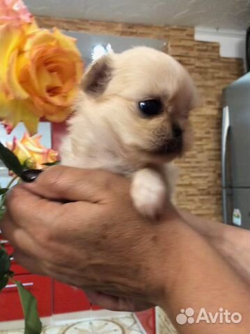 Малыш пекинс