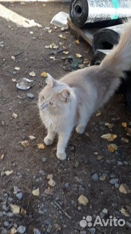 Кошка в добрые руки