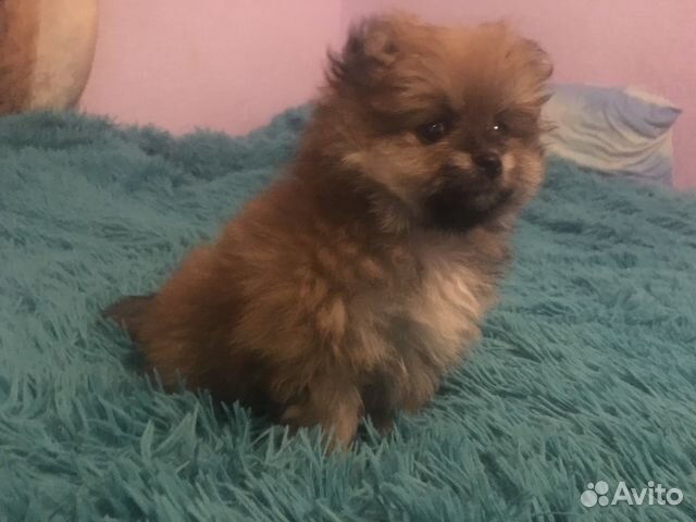 Шпиц девочка