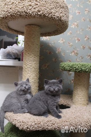 Британские котятки