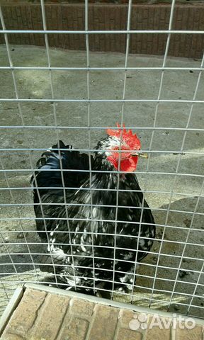 Обмен.Кохинхин карликовый(мраморный)