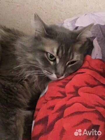 Шикарная кошечка