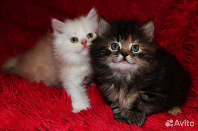 Персидские котята