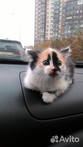 Котенок-трехцветка девочка1,5-мес.-в хорошие руки