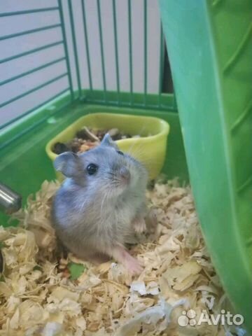 Джунгарские хомяки