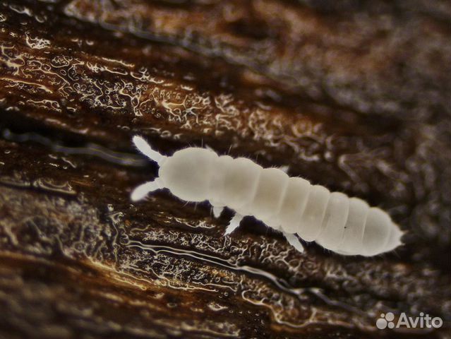 Ногохвостки(Collembola) в формикарий, террариум