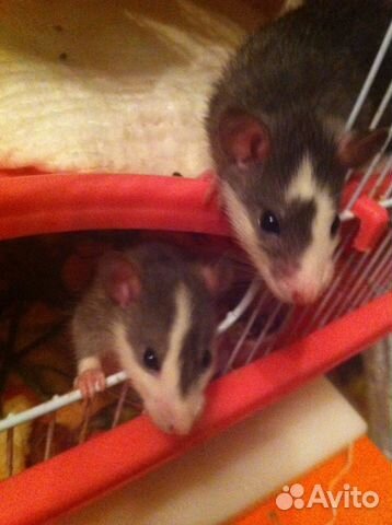 Отдам даром в хорошие руки