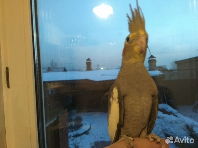 Птенец попугая кареллы