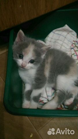 Кошечка от вислоухой шотландки
