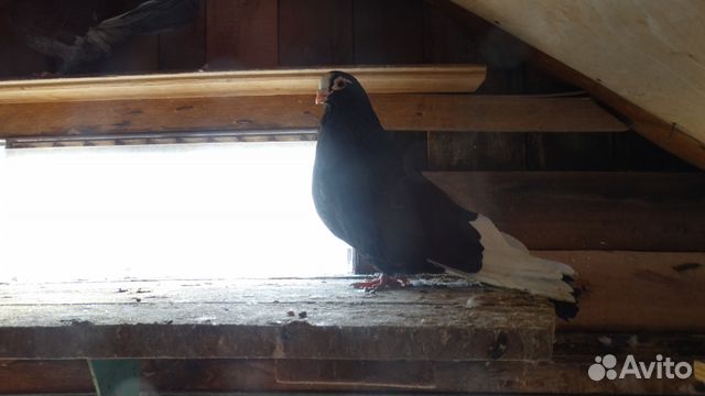 Голуби курские