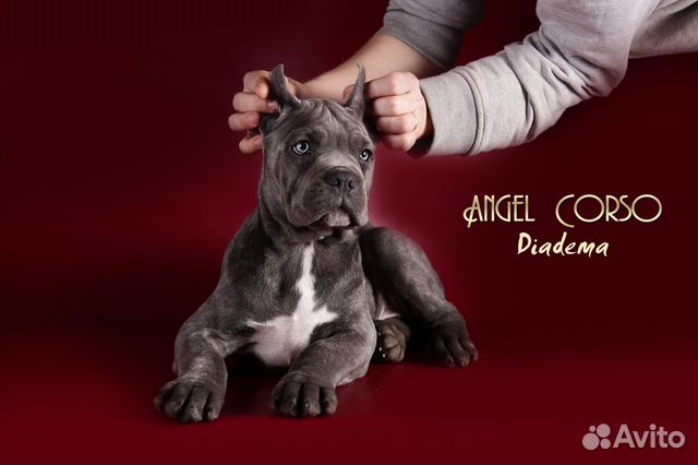 Ангел корсо