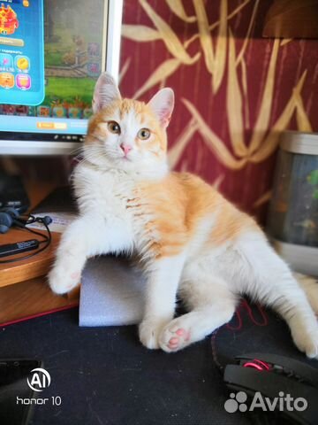 Пончик в добрые руки