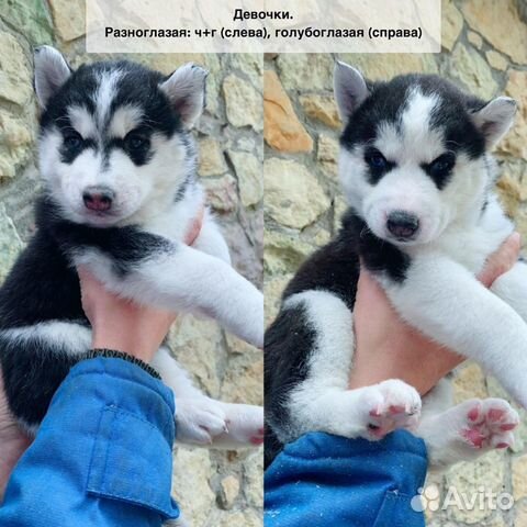 Продаются хасята