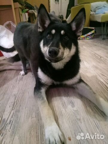 Сиба-Ину метис