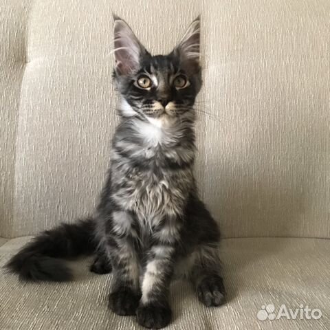 Котик Компот