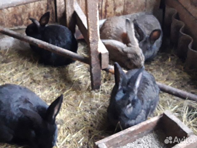 Продажа кроликов