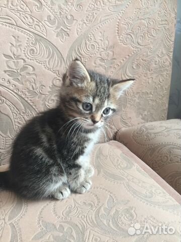 Кошечка,тигренок