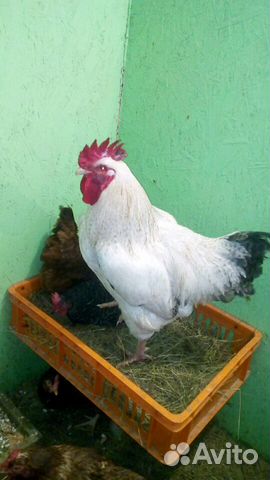 Продам петуха на племя