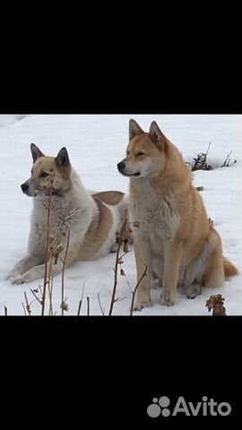 Лайка щенок