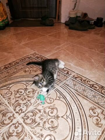 Котёнок деффченка 1 месяц