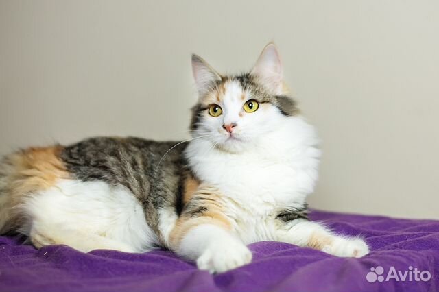 Кошка Кассандра