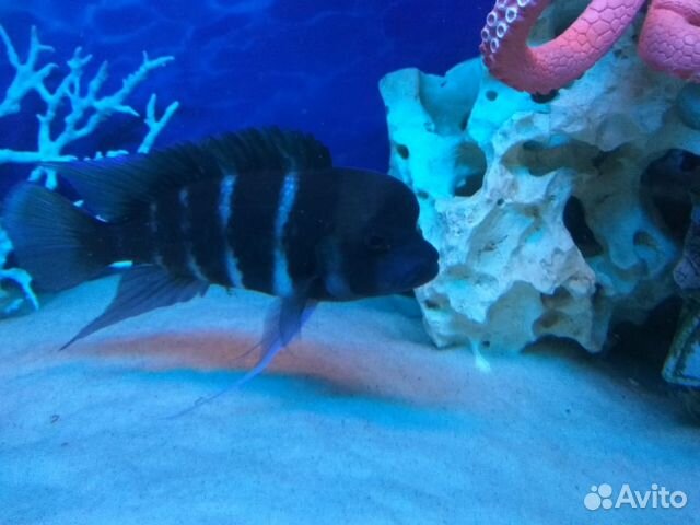 Фронтоза Рыба