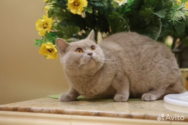 Британка. Окрас Фавн