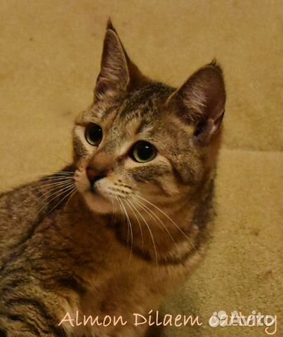 Пиксибоб, кошка в совладение